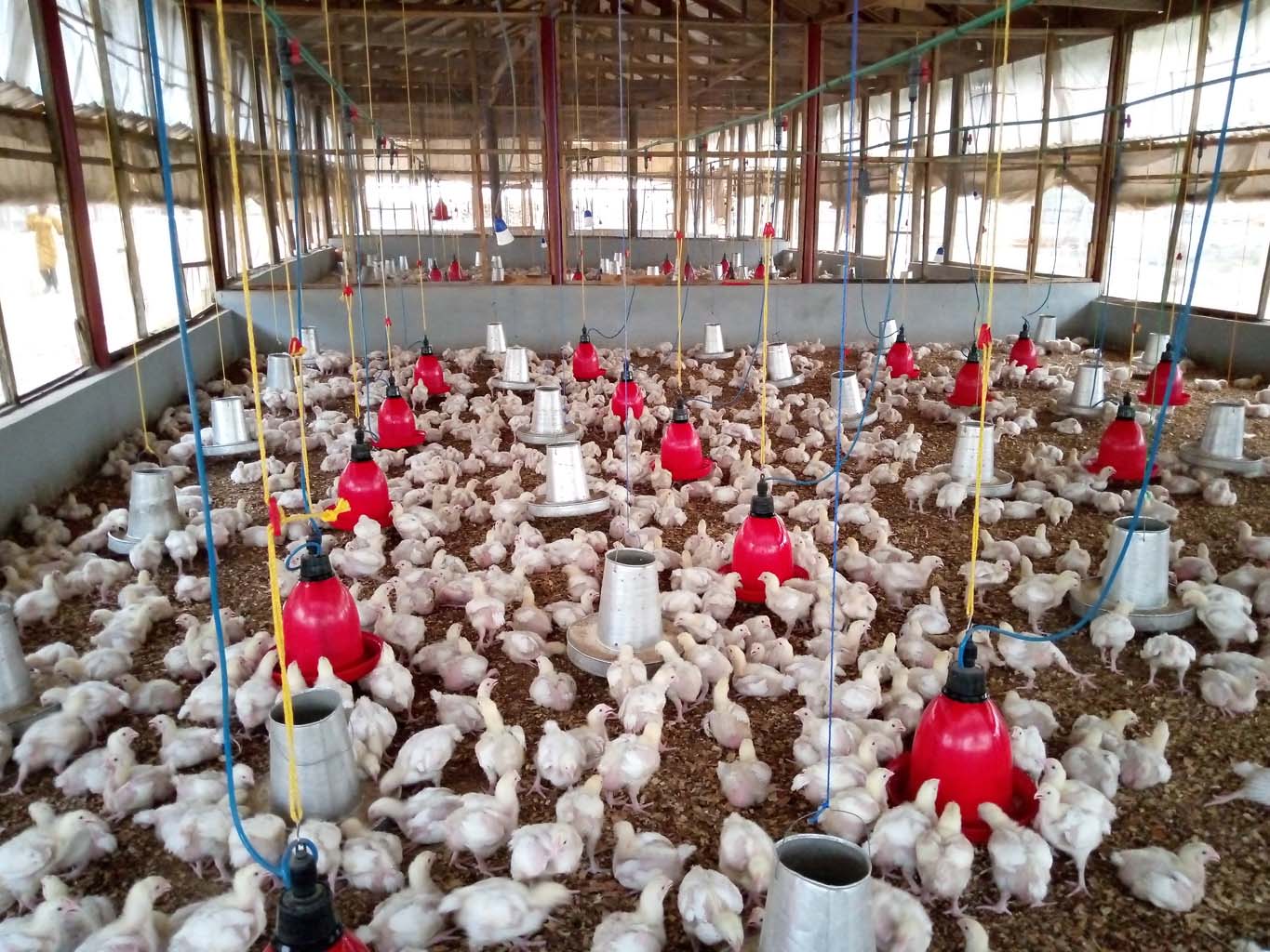 Poultry: 35,000 Capacity Farm » SAO