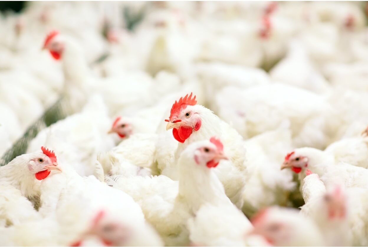 Poultry Production & Processing » SAO
