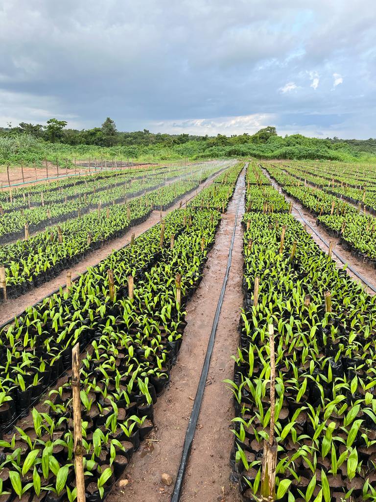 Land Clearing Activities » SAO